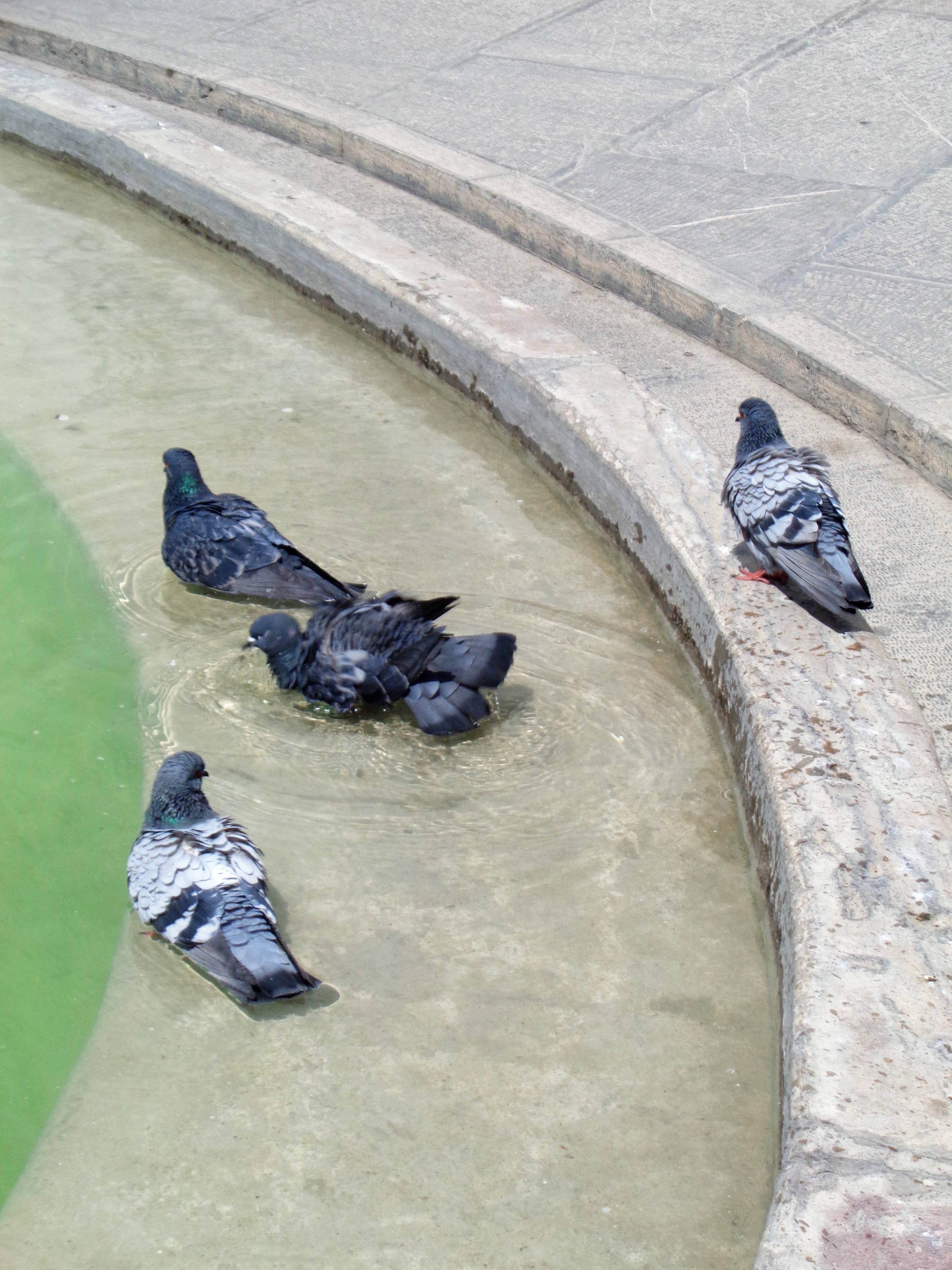 Pigeons – World Without Compass